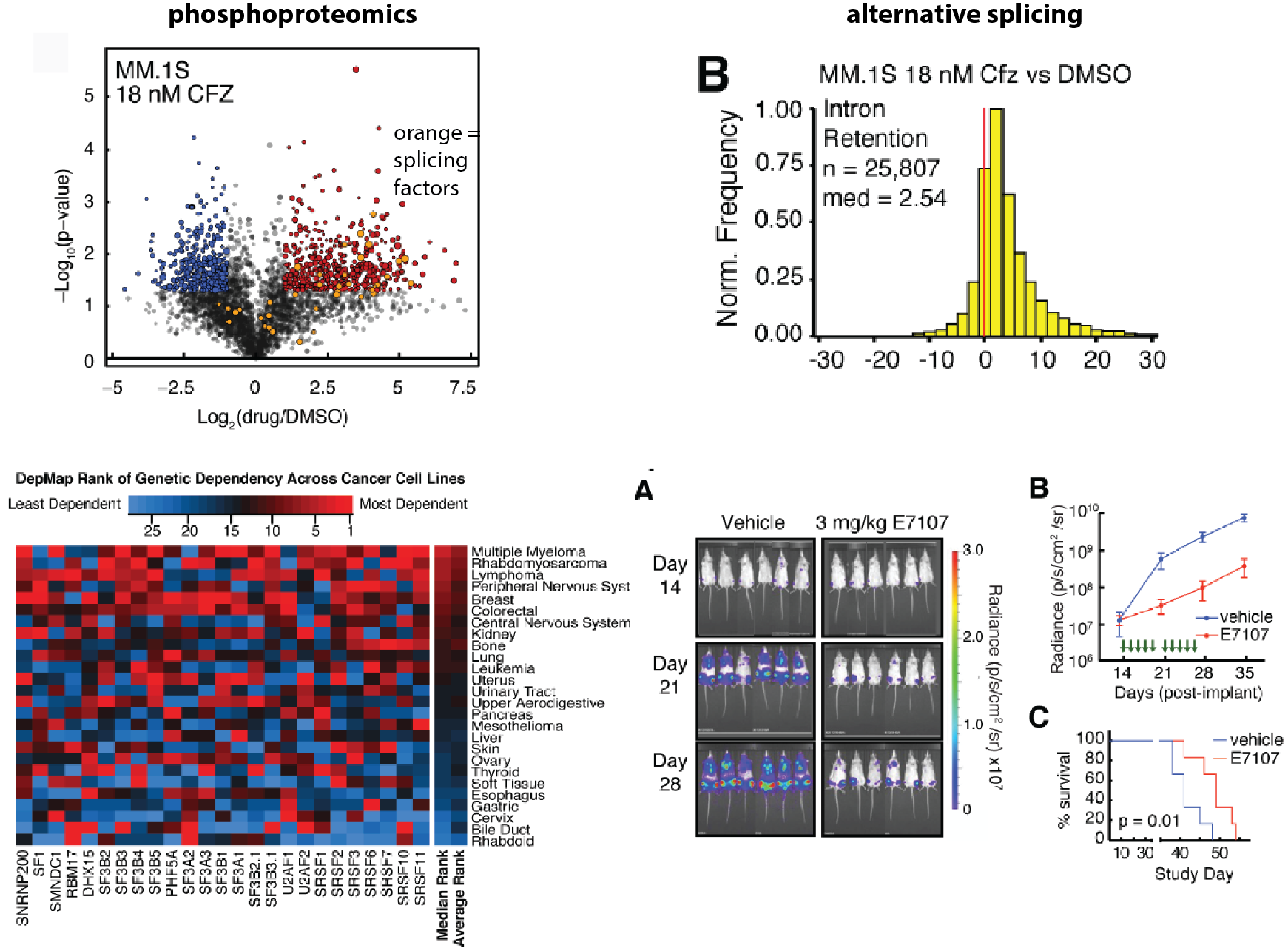 Preclinical Evaluation and Development of New Therapeutic Strategies in ... Preclinical Evaluation and Development of New Therapeutic Strategies in ...